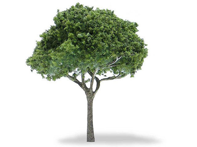 immitari.com - Scale Trees